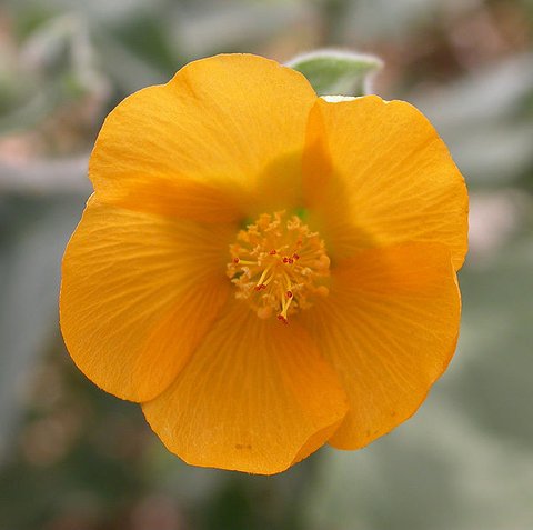 Abutilon palmeri | Indian Mallow | Palmer's Abutilon | plant lust
