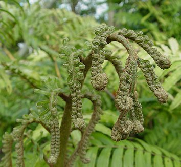 Marattia from multiple nurseries on Plant Lust