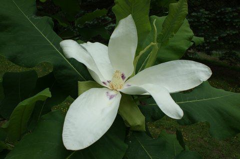 Magnolia macrophylla var. ashei | Magnolia ashei | Magnolia macrophylla ...