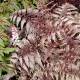 Athyrium niponicum 'Ursula's Red' | Anisocampium niponicum var. pictum ...