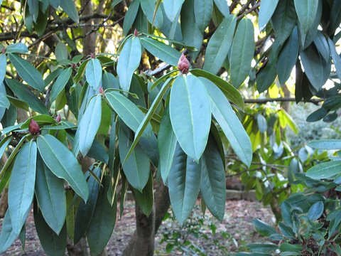 Rhododendron 'Taurus' | | plant lust