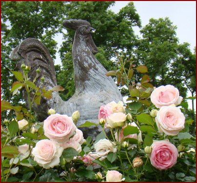 Rosa Eden PP6892 | Rosa 'Eden' | Rosa 'Pierre de Ronsard' | Eden ...