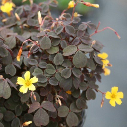 Oxalis spiralis 'Zinfandel' | Oxalis vulcanicola 'Zinfandel' | plant lust