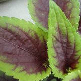 Viola 'Heartthrob' PP19996 | Heart Throb Hardy Violet | Heartthrob ...