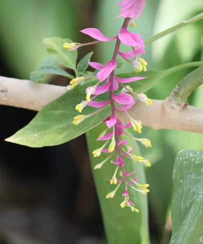 Globba winitii | Globba winitii 'Dancing Lady' | Dancing Ladies | plant ...