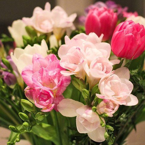 Freesia [Double Pink Grower's Mix] | Freesia 'Double Pink Grower's Mix ...