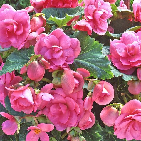 Begonia x tuberhybrida 'Rose Form Pink' | Rose Form Pink Tuberous ...