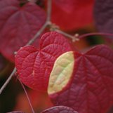 Disanthus cercidifolius | Redbud Hazel | plant lust