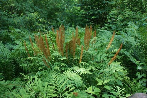 Osmunda regalis | Osmunda regalis var. regalis | European Royal Fern ...