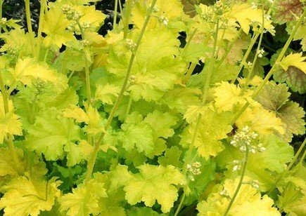 Heuchera 'Lime Rickey' PP16210 | Heuchera 'Lime Ricky' | Lime Rickey ...