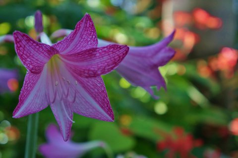 Hippeastrum reticulatum v. striatifolium | Hippeastrum striatifolium v ...