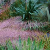 Yucca gloriosa 'Lone Star' | Lone Star Soapwort | plant lust