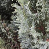 Chamaecyparis lawsoniana 'Snow White' | Snow White Lawson Cypress ...