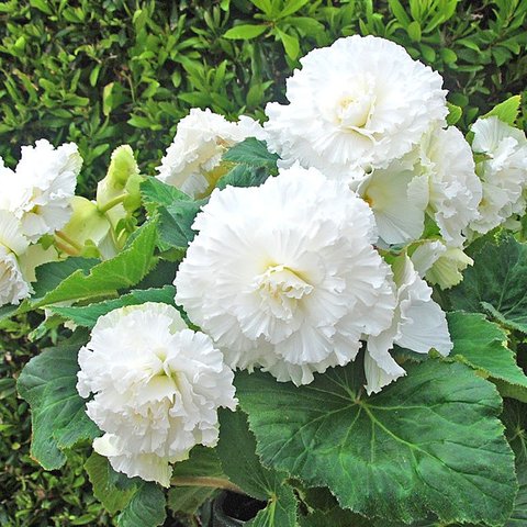 Begonia x tuberhybrida 'Ruffled White' | Ruffled White Tuberous Begonia ...