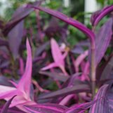 Tradescantia pallida 'Tricolor' | Setcreasea pallida 'Variegata ...