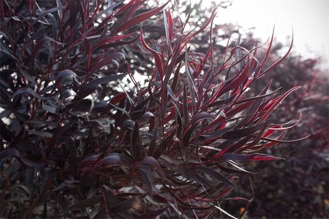 Agonis flexuosa 'Jervis Bay Afterdark' | Agonis flexuosa 'After Dark ...