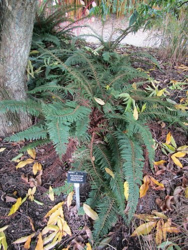 Polystichum setiferum Acutilobum Group | Polystichum setiferum ...