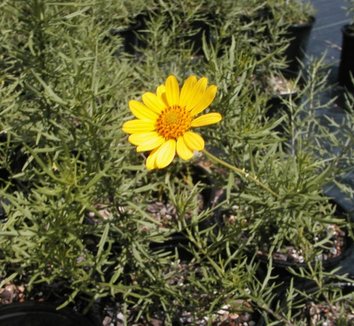 Viguiera from multiple nurseries on Plant Lust