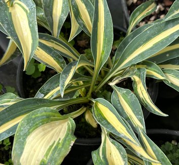 Arrowhead Alpines - plant lust