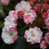 Kalmia latifolia 'Madeline' | Madeline Mountain Laurel | plant lust
