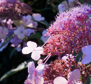Hydrangeas Plus - plant lust