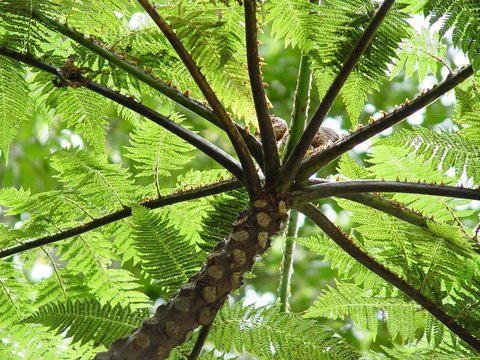 Cyathea robertsiana | Lacy Tree Fern | Slender Tree Fern | plant lust