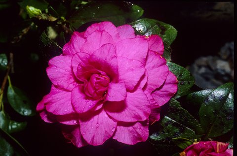 Anna Kehr Azalea | Azalea 'Anah Kehr' | Azalea 'Anna Kehr ...