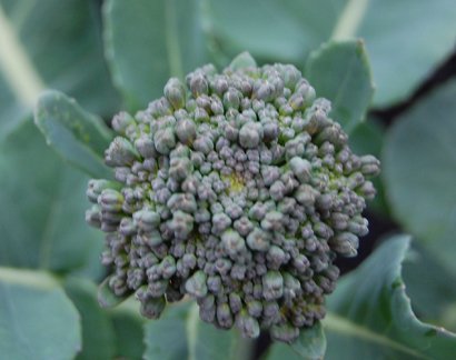 Packman Broccoli | Brassica italica 'Packman' | plant lust