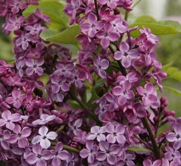 Syringa from multiple nurseries on Plant Lust