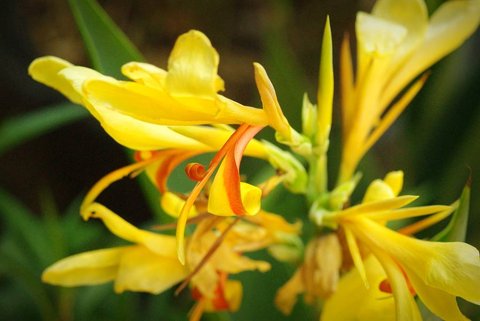 Canna 'Paton' | plant lust
