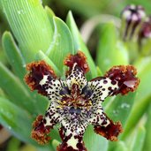 Ferraria divaricata | plant lust