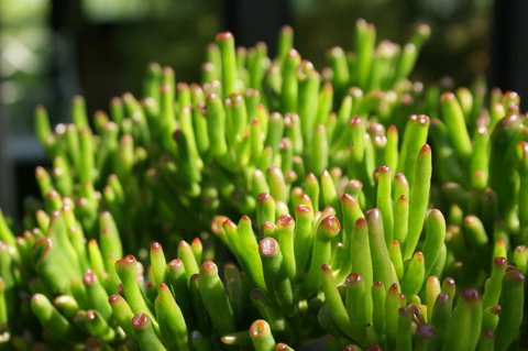 Crassula ovata 'Gollum' | Crassula argentea 'Finger Jade' | Crassula ...