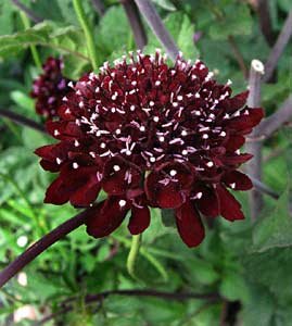 Scabiosa atropurpurea [black] | Scabiosa atropurpurea 'Black' | Black ...