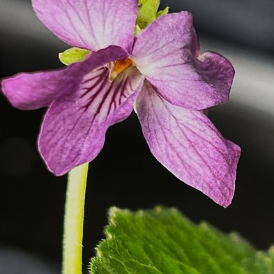 Viola odorata 'Little Plum' | Little Plum Violet | plant lust