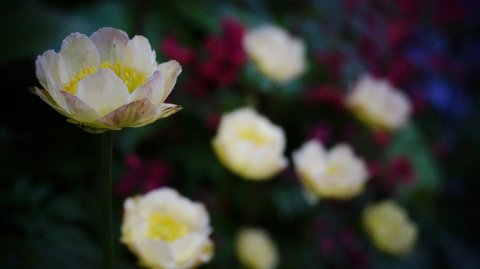 Trollius x cultorum 'Alabaster' | Trollius 'Alabaster' | Alabaster ...