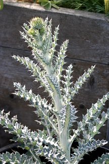 Cirsium occidentale | Cobweb Thistle | plant lust