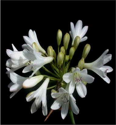 Agapanthus 'Rancho White' | Agapanthus 'Rancho Dwarf' | Agapanthus ...