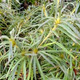 Spider Azalea | Rhododendron macrosepalum 'Linearifolium ...