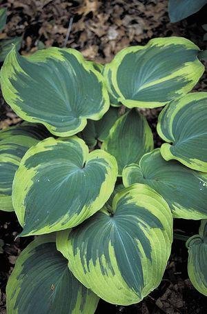 Hosta 'Earth Angel' | | plant lust