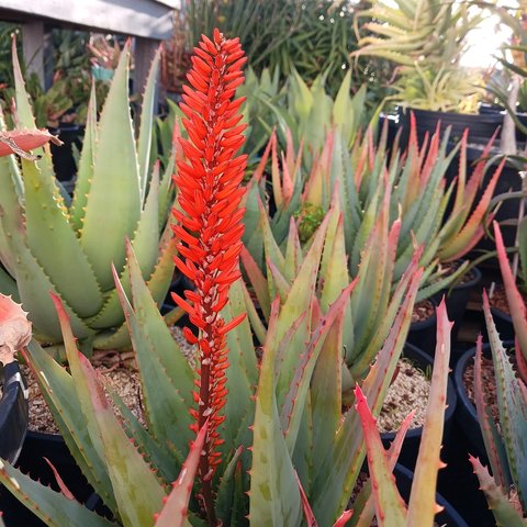 Aloe arborescens x ferox 'Tangerine' | | plant lust
