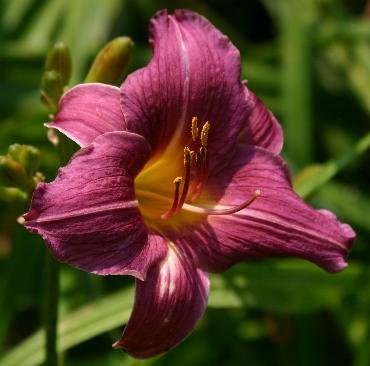 Hemerocallis 'Fox Grape' | Fox Grape Daylily | plant lust