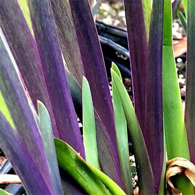 Iris x robusta 'Dark Aura' | J. Hewitt 96 | plant lust