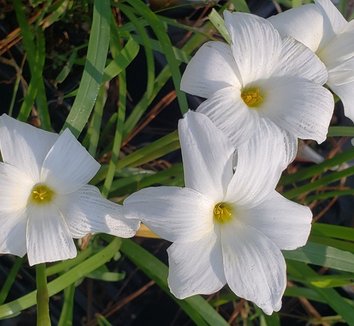 Zephyranthes 'Lily Pies' | Zephyranthes 'La Bufa Rosa Group Lily Pies ...