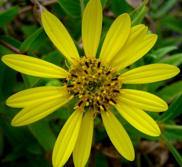 Silphium from multiple nurseries on Plant Lust