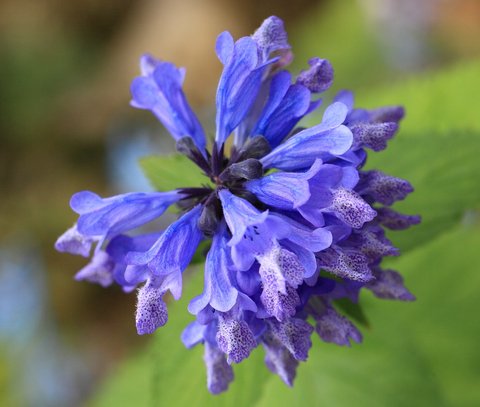 Nepeta Prelude™ Blue PP31901 | Nepeta 'Blue Prelude' | Prelude™ Blue ...