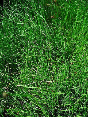 Equisetum scirpoides | Equisetum triseniales | Dwarf Horsetail | Dwarf ...