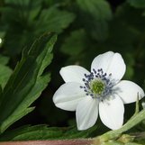Anemone rivularis | Anemone leveillei | Himalayan Windflower ...