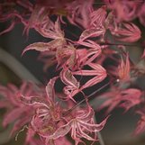 Acer palmatum 'Geisha Gone Wild' | Geisha Gone Wild Japanese Maple ...
