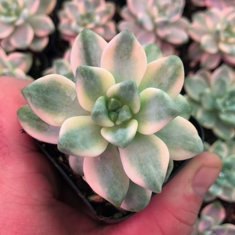 x Graptoveria 'Titubans' [variegated form] | Graptoveria titubans ...