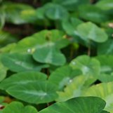 Colocasia fallax | Dwarf Taro | Silver Leaf Dwarf Elephant Ear | plant lust